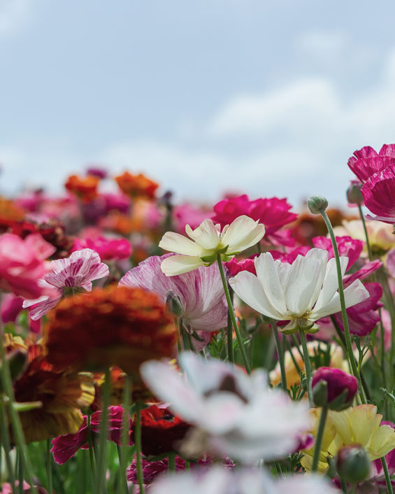 Dr. Eva Ulmer – Psychiater in Düren